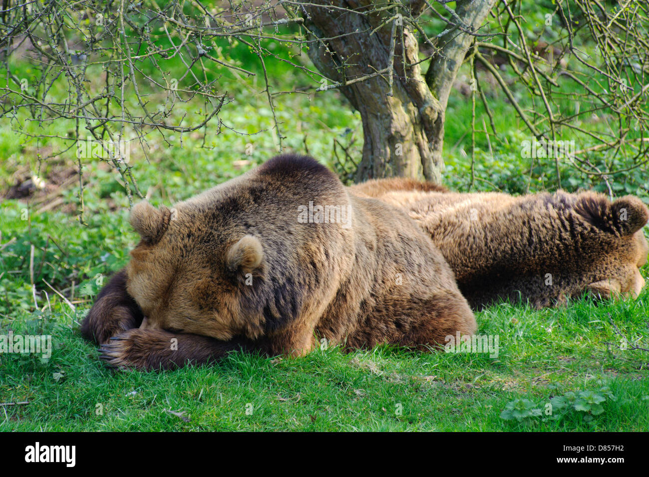Two brown bears sleeping under a tree Stock Photo - Alamy