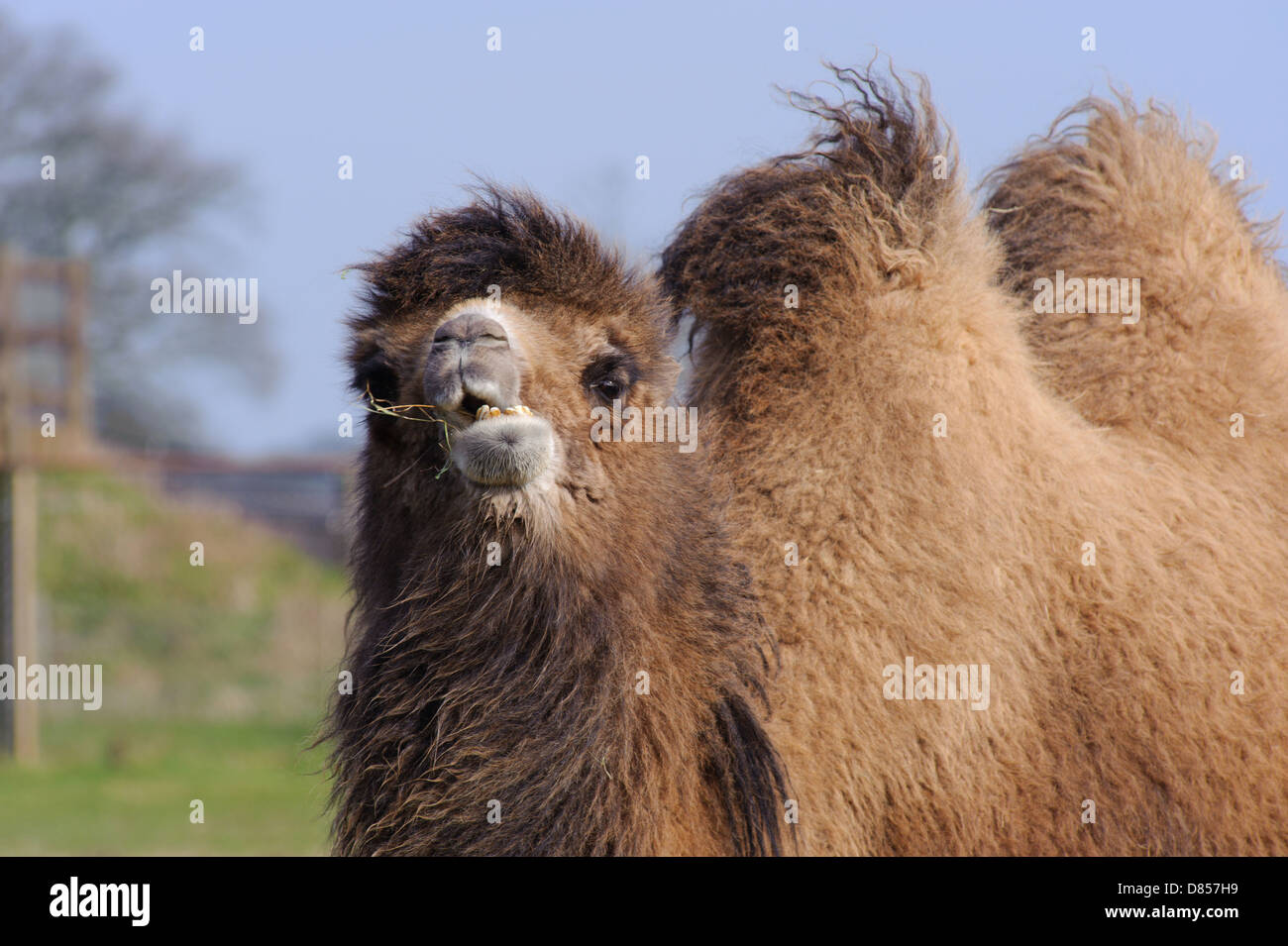 Camel chewing grass in the sun Stock Photo - Alamy