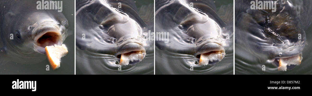 COMBO - A composite picture shows a carp eating a piece of bread at the ...