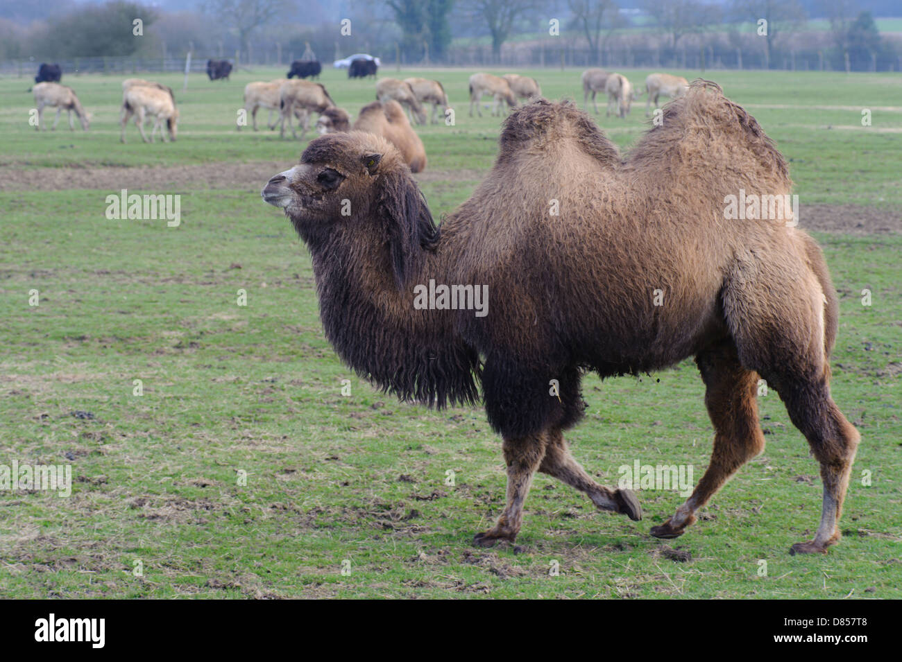 camel walking with other animals in background Stock Photo - Alamy