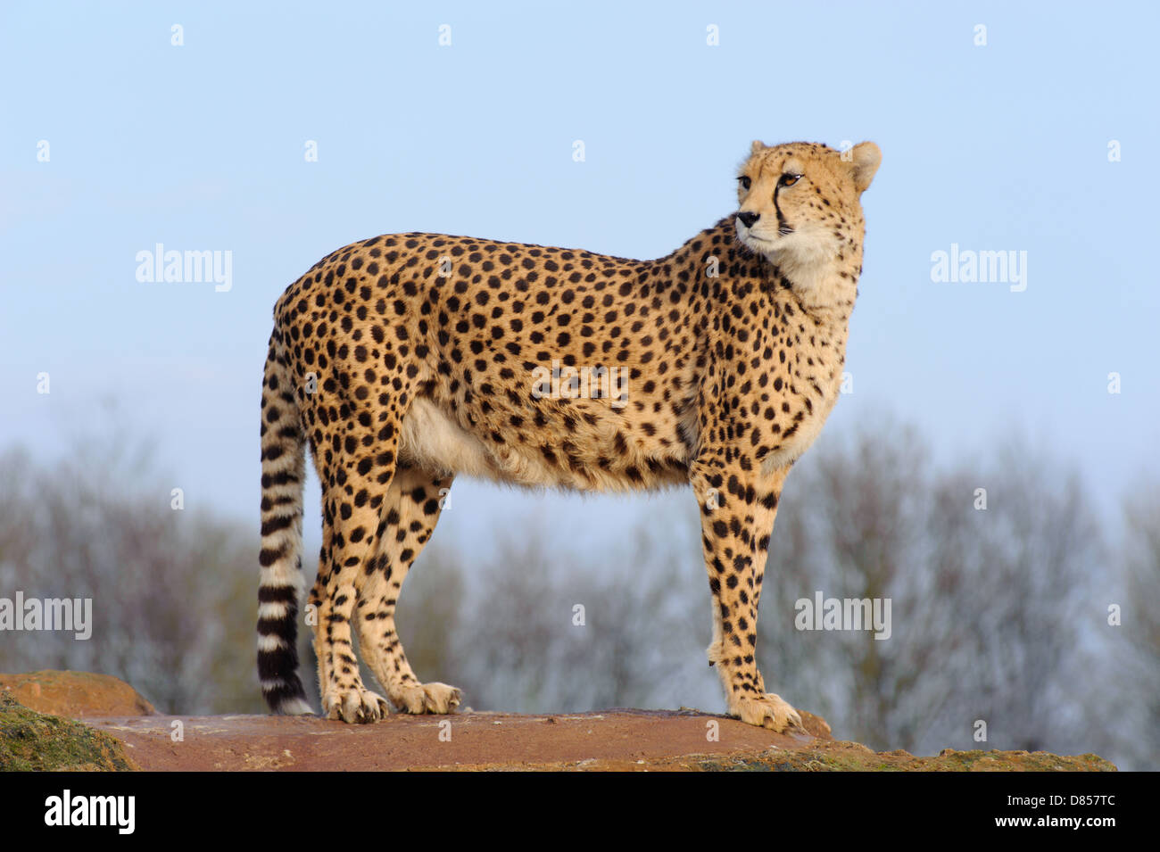 Cheetah standing on a rock and looking back Stock Photo - Alamy