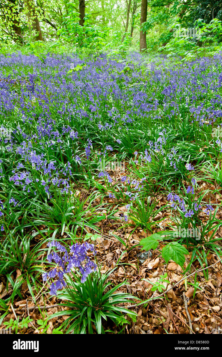 Bluebells in spring in a woodland in Wiltshire, England Stock Photo - Alamy