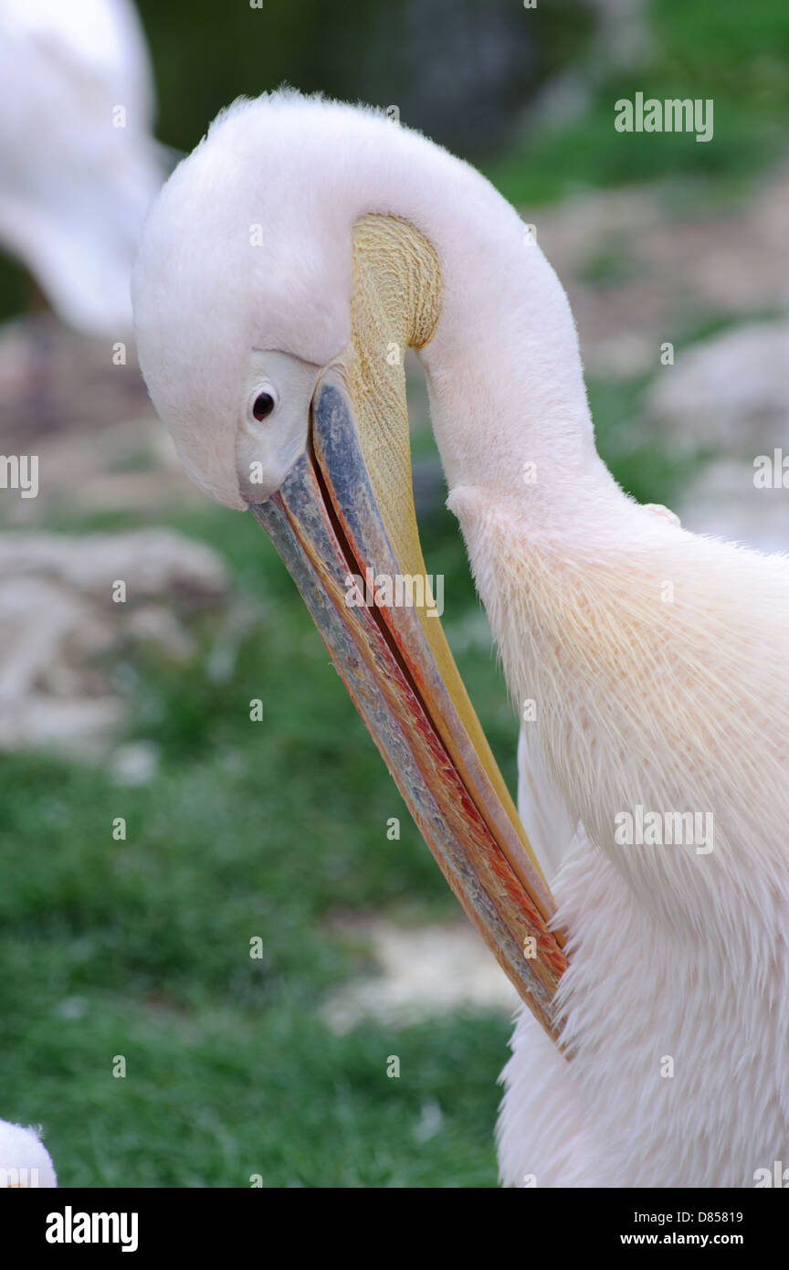 Pelican preening itself with green background Stock Photo - Alamy