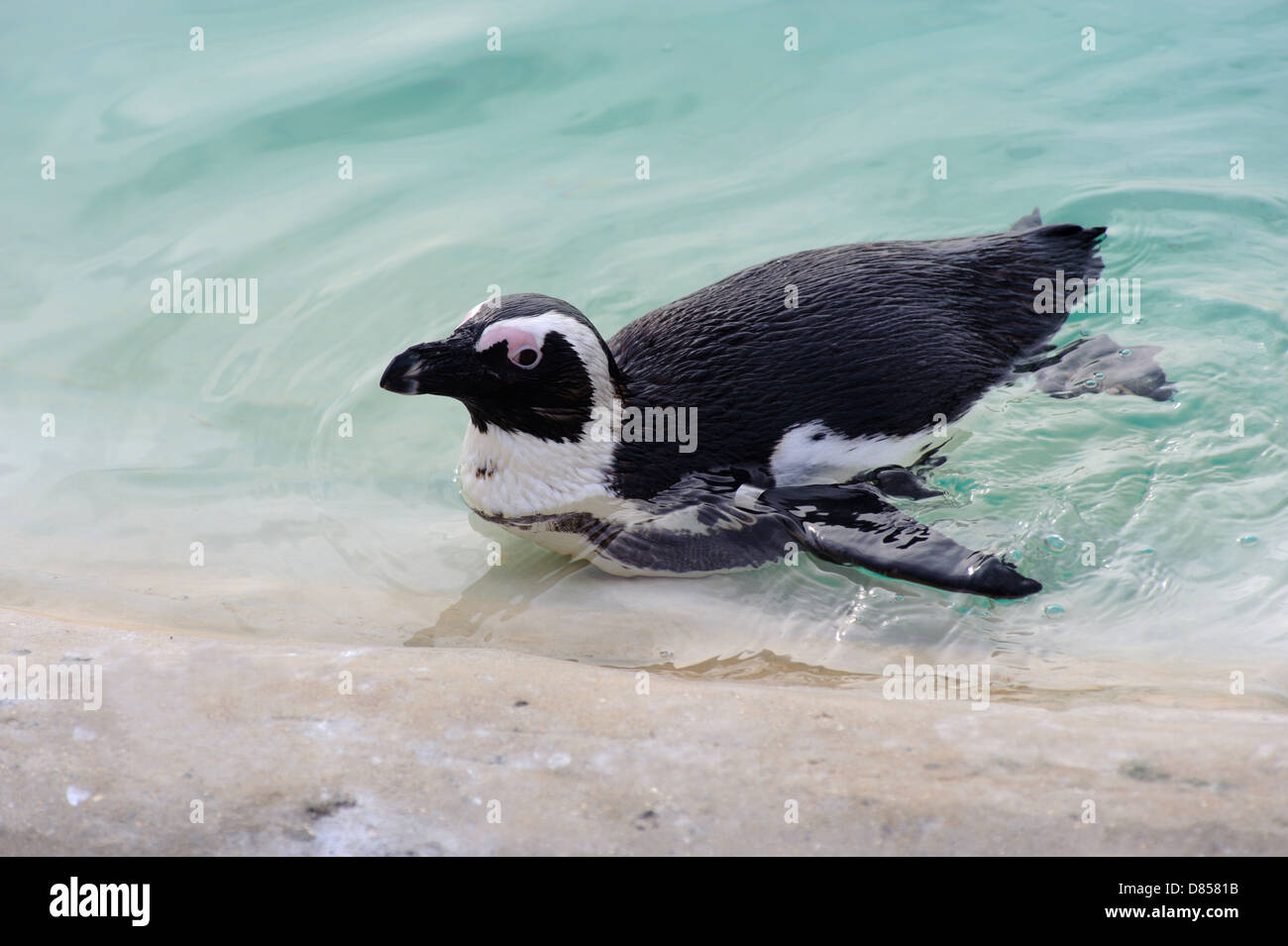 Penguin having a swim in the pool Stock Photo - Alamy