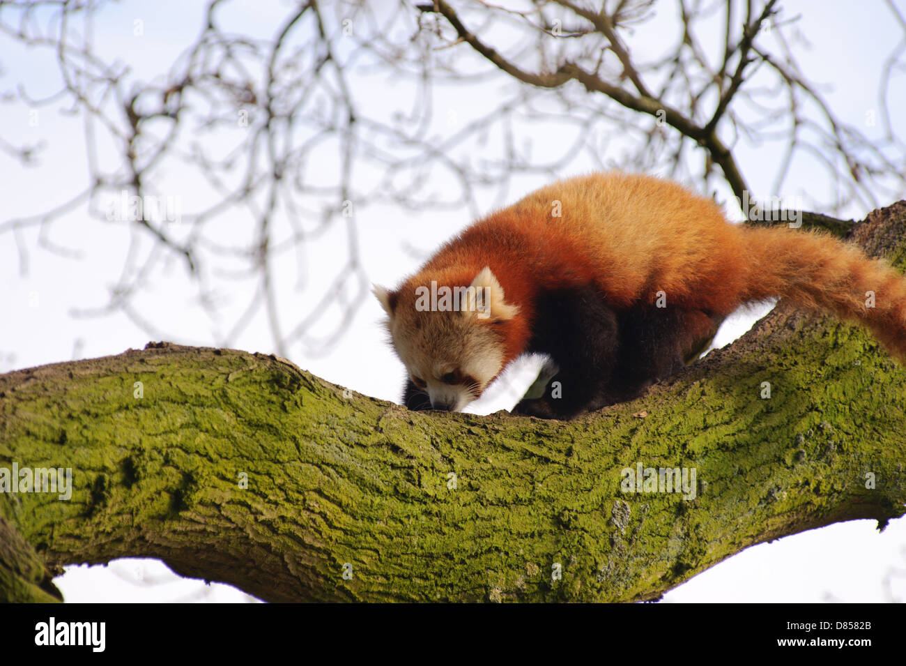 Red panda climbing high in a tree Stock Photo - Alamy