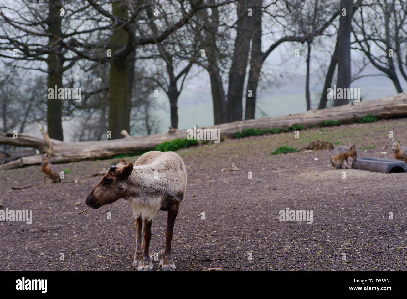 Reindeer chewing on stick with trees in the background Stock Photo - Alamy