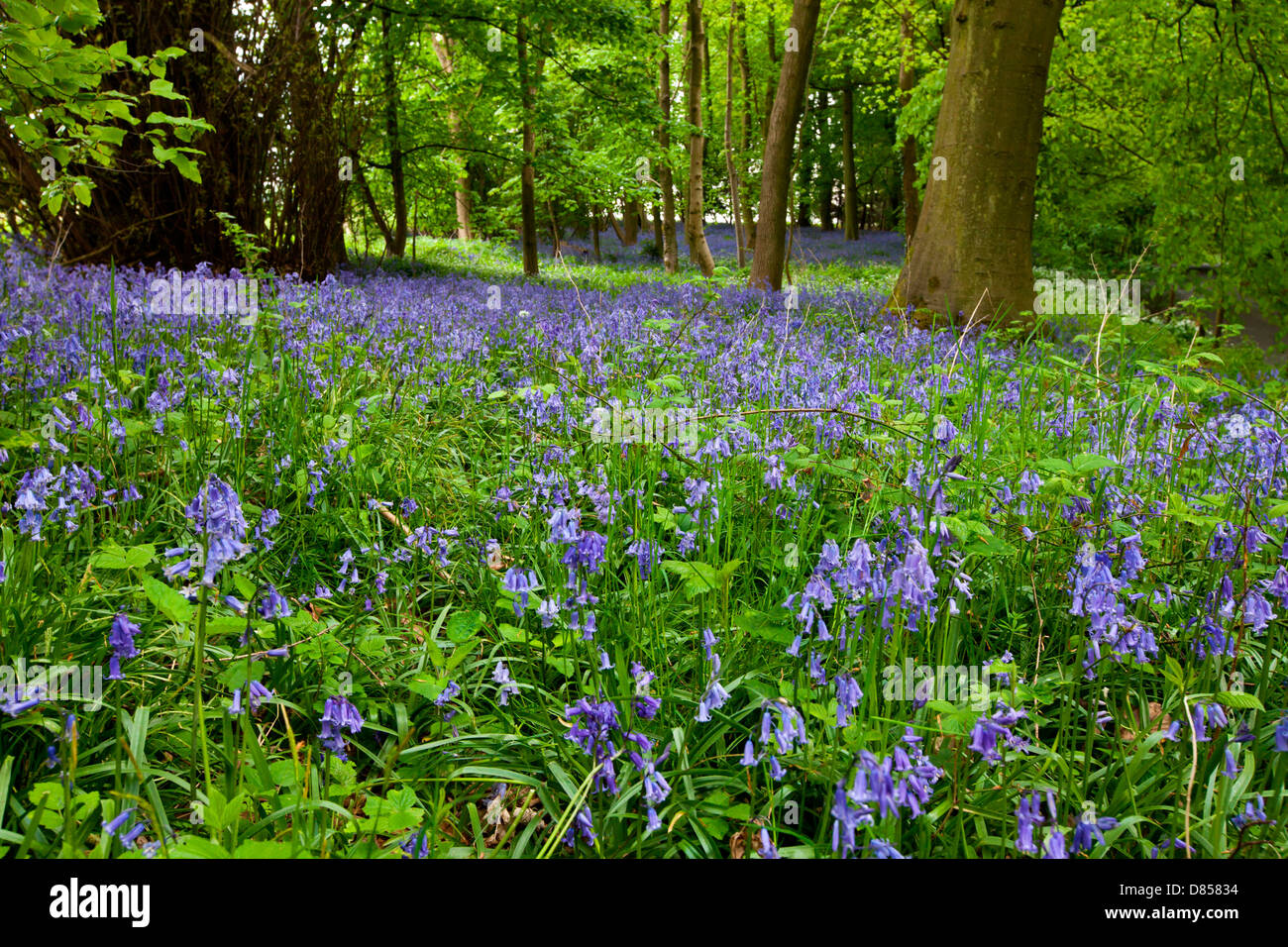 Bluebells in spring in a woodland in Wiltshire, England Stock Photo - Alamy