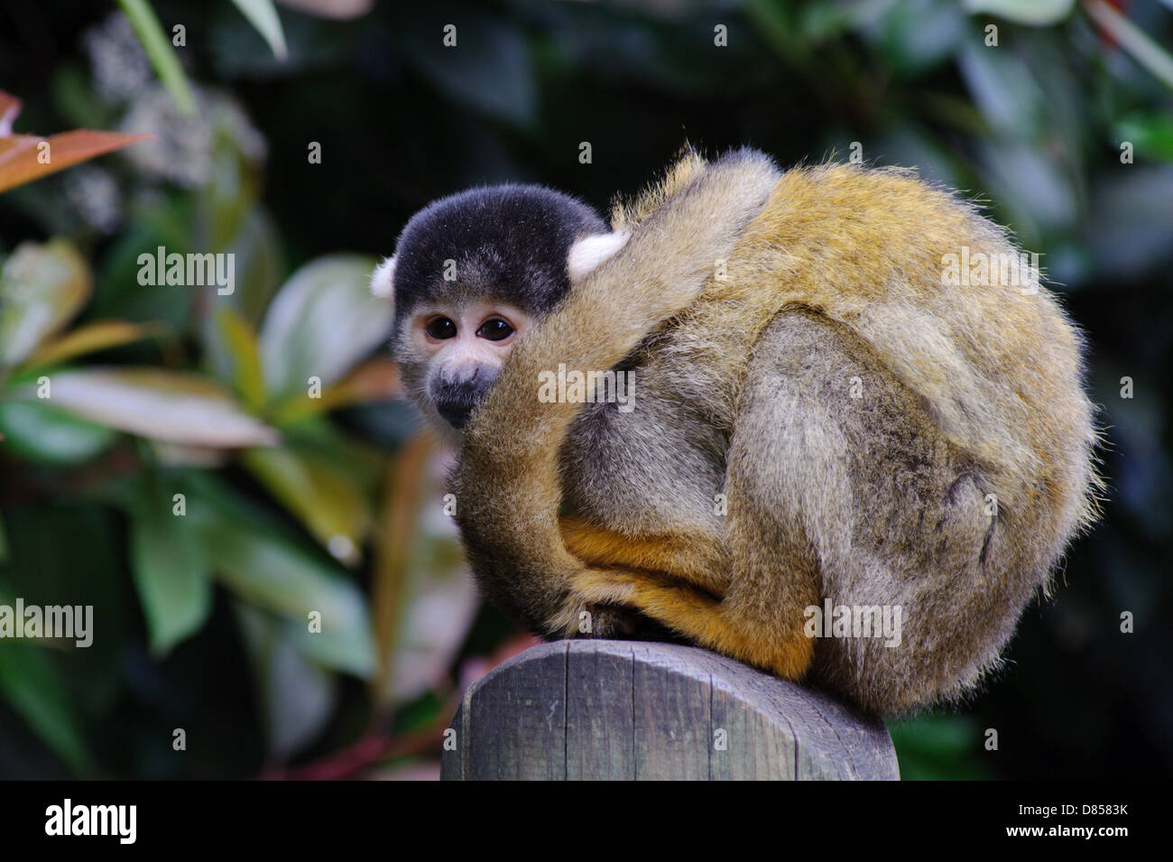 Squirrel monkey waiting and watching Stock Photo - Alamy