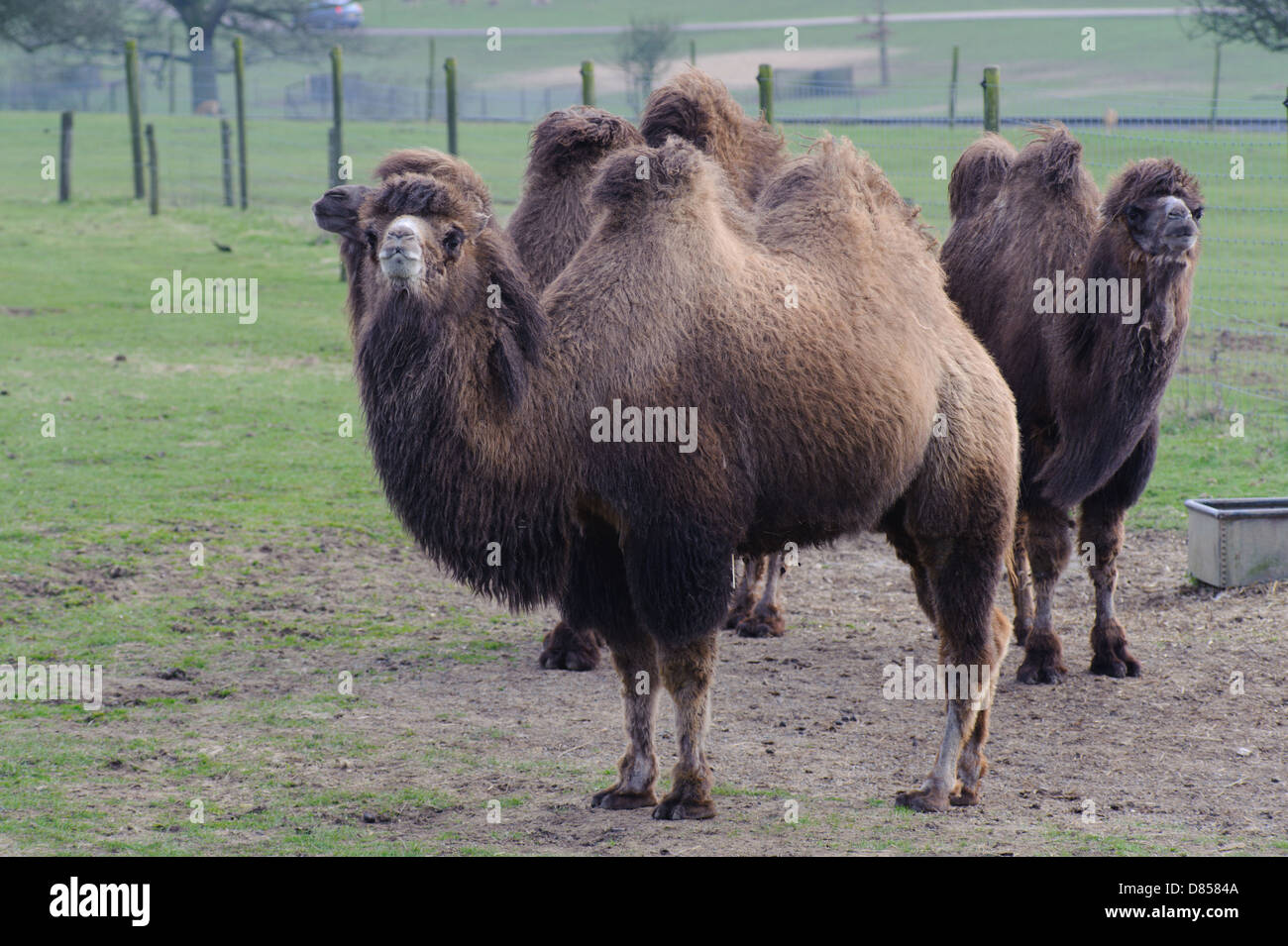 Three camels standing and looking Stock Photo - Alamy