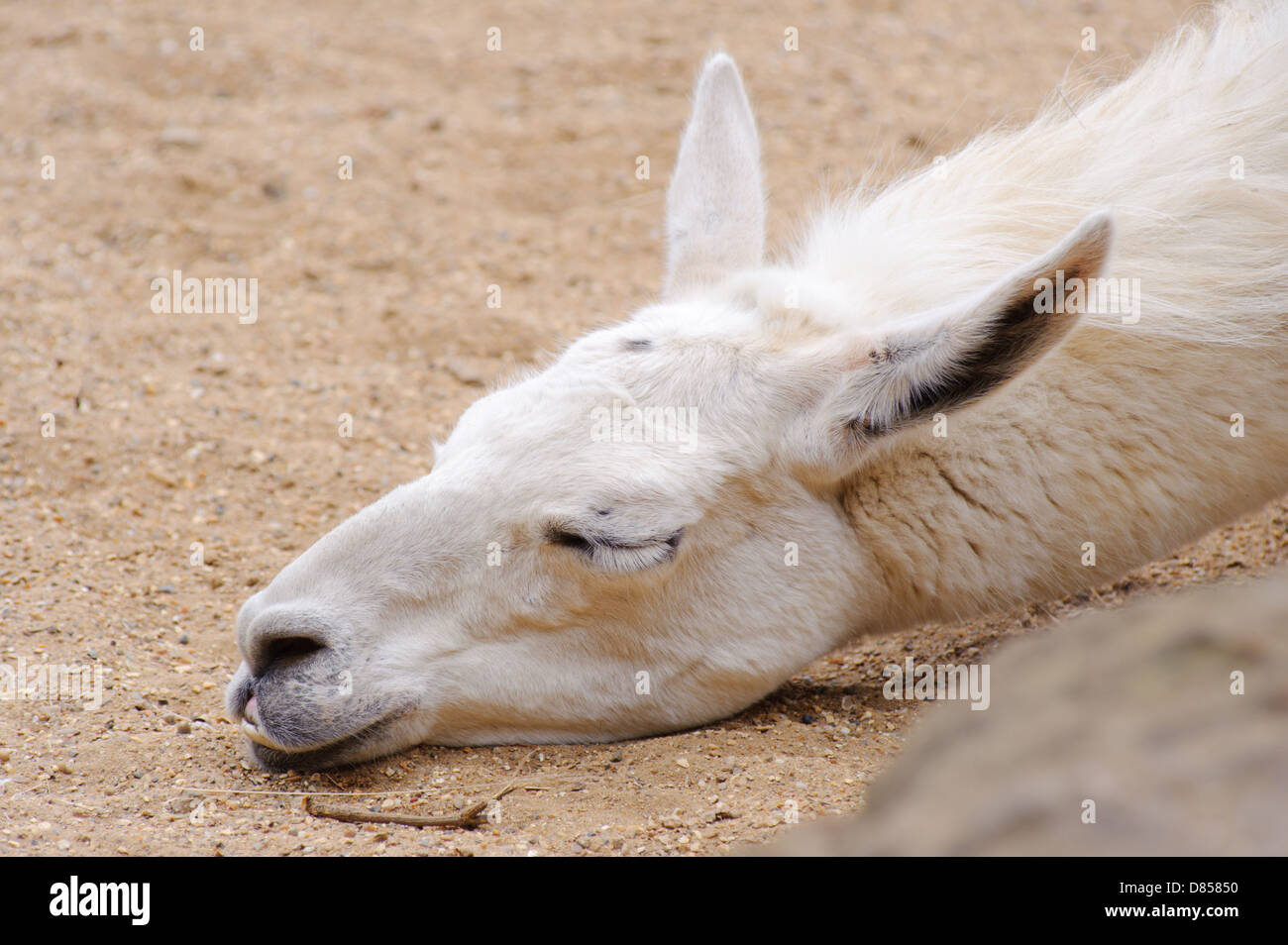 Sleeping llama hi-res stock photography and images - Alamy