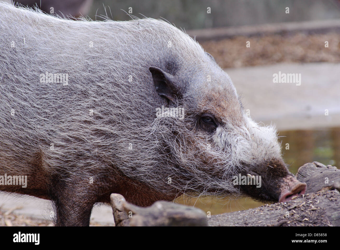 Wild boar closeup profile of head Stock Photo - Alamy