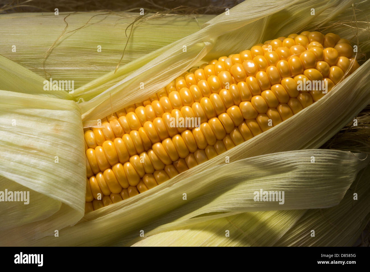 Corn on the cob, fresh and ready to cook Stock Photo - Alamy