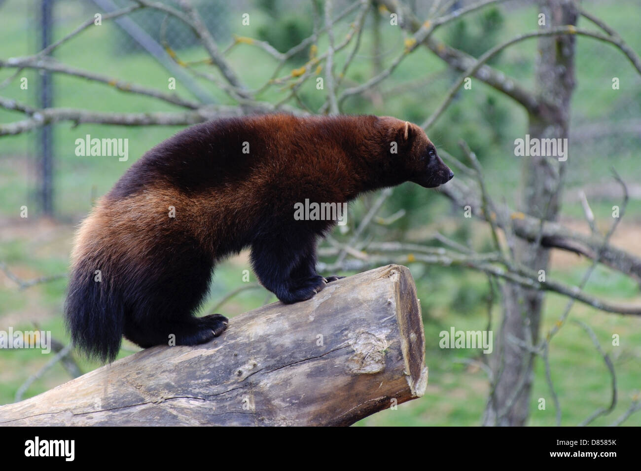 Wolverine standing on log with blurred background Stock Photo - Alamy