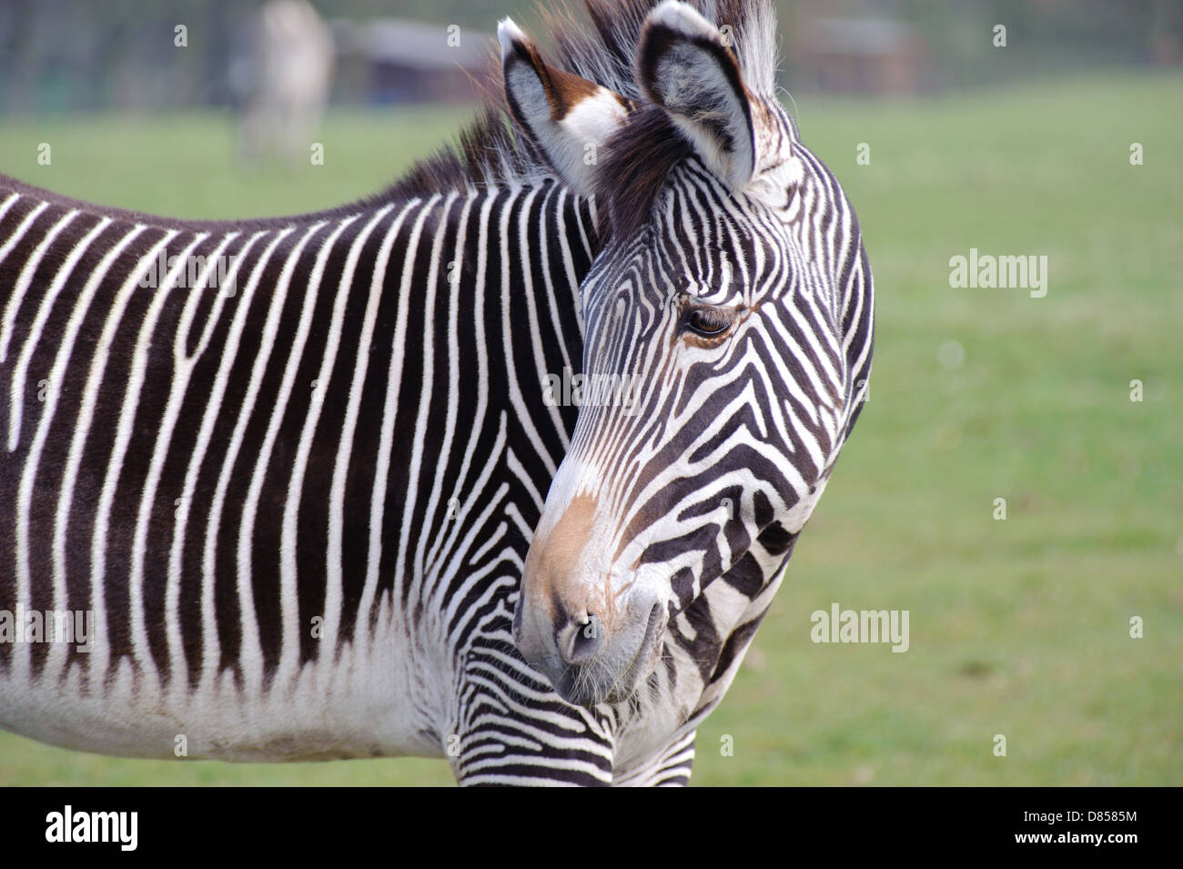 Zebra looking back hi-res stock photography and images - Alamy