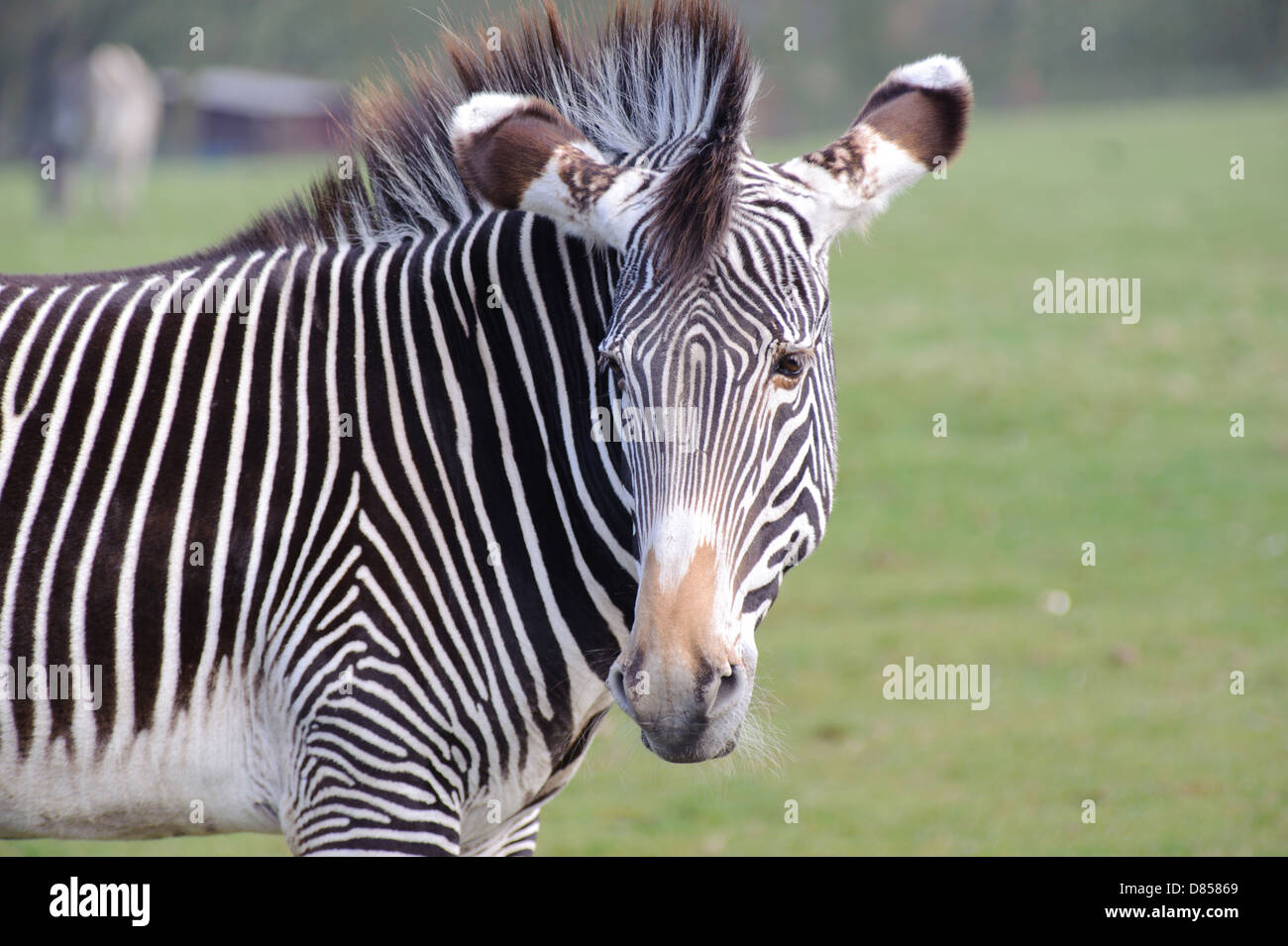Zebra looking back hi-res stock photography and images - Alamy