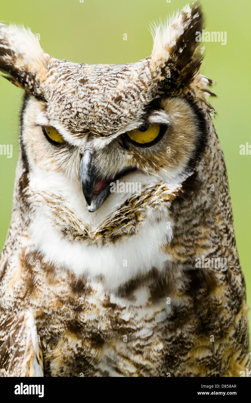Close up of great horned owl in captivity Stock Photo - Alamy