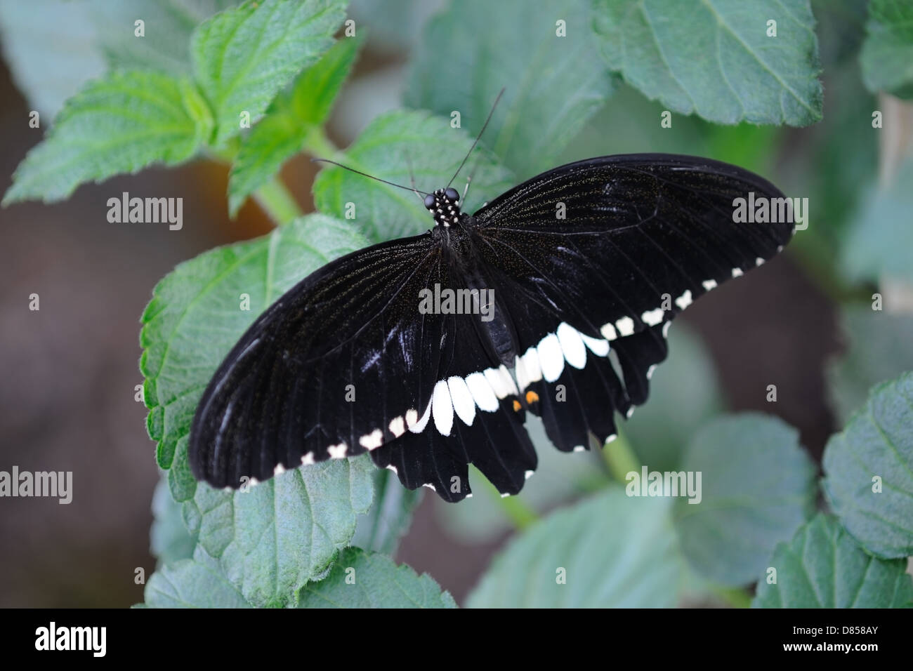 Common mormon swallowtail hi-res stock photography and images - Alamy