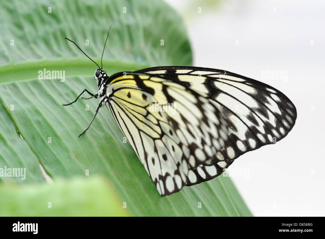 Tree Nymph butterfly on a leaf Stock Photo - Alamy