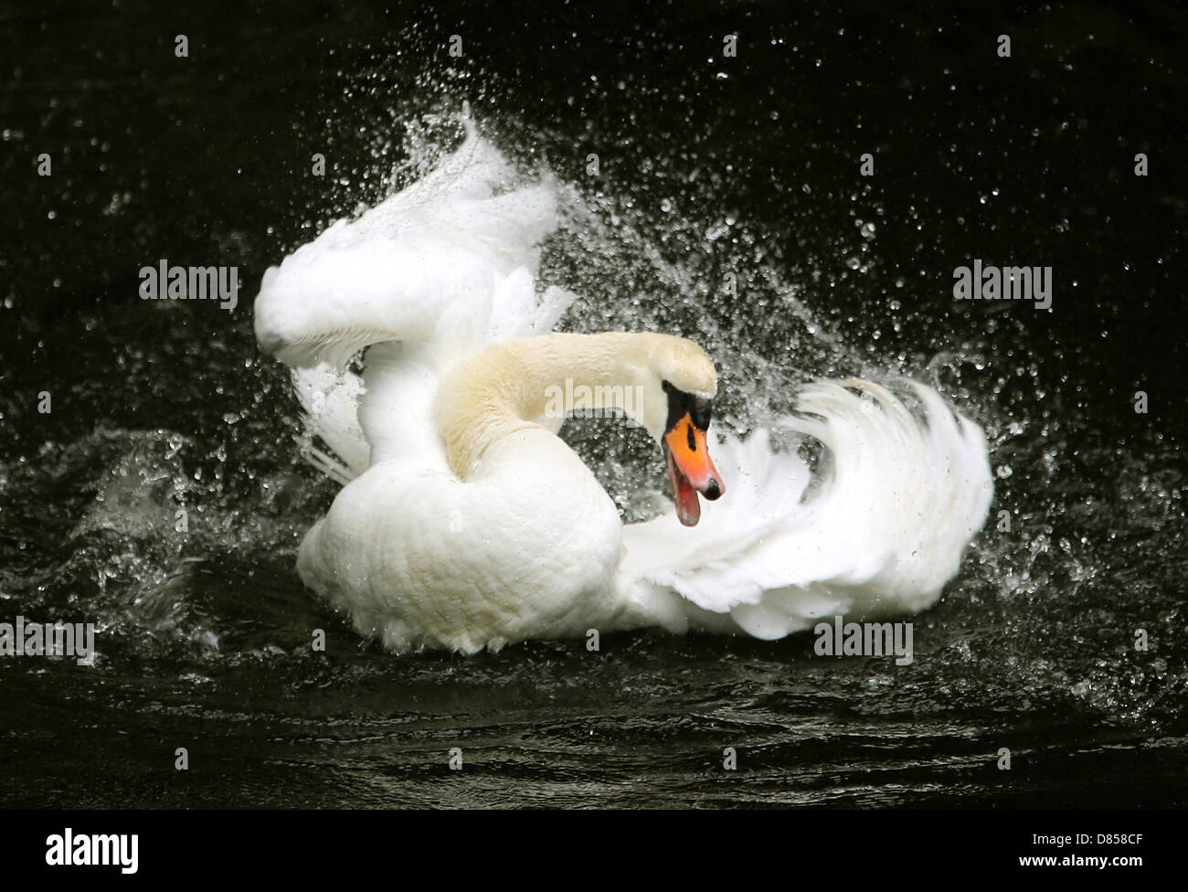 Swan dances hi-res stock photography and images - Alamy