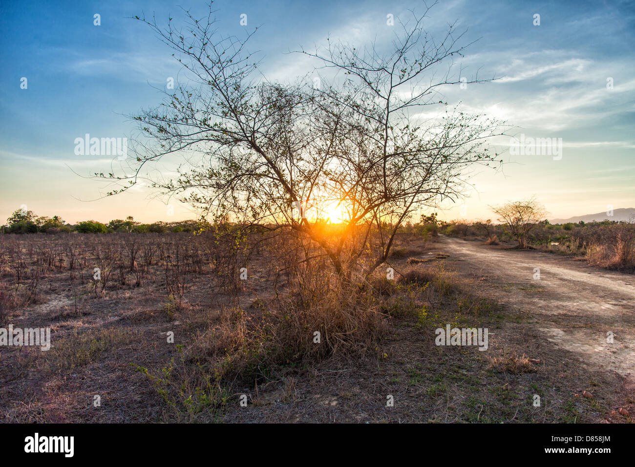 tree in field dry season in thailand sunset time Stock Photo - Alamy
