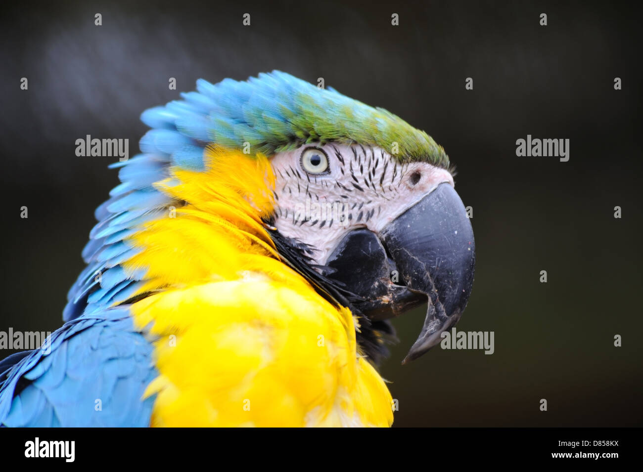 Parrot close-up of head Stock Photo - Alamy