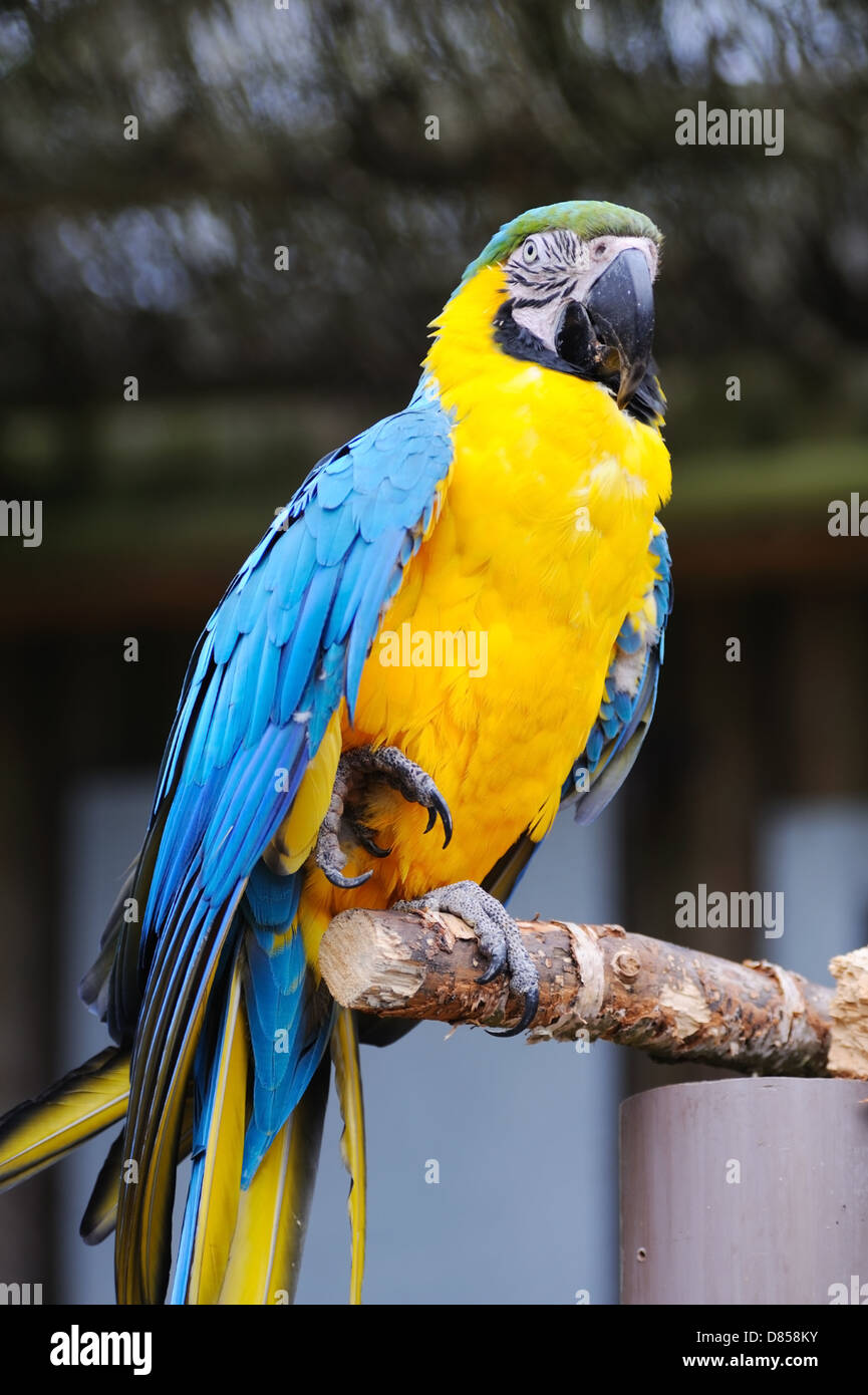 Parrot standing on one leg Stock Photo - Alamy