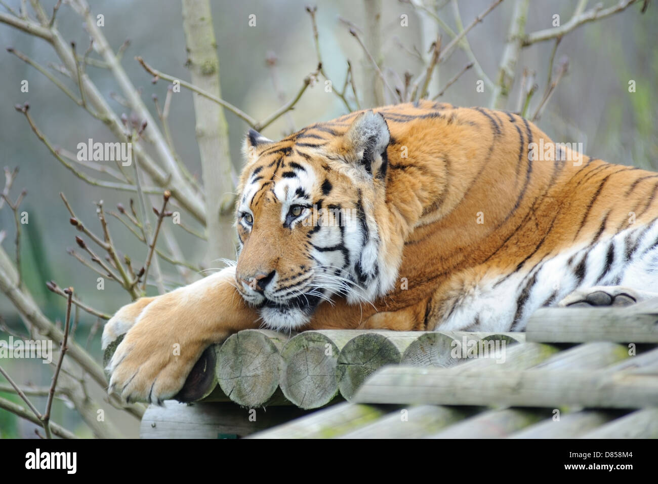 Agile tiger hi-res stock photography and images - Alamy