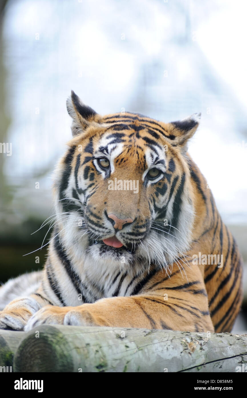 Tiger looks straight ahead Stock Photo - Alamy