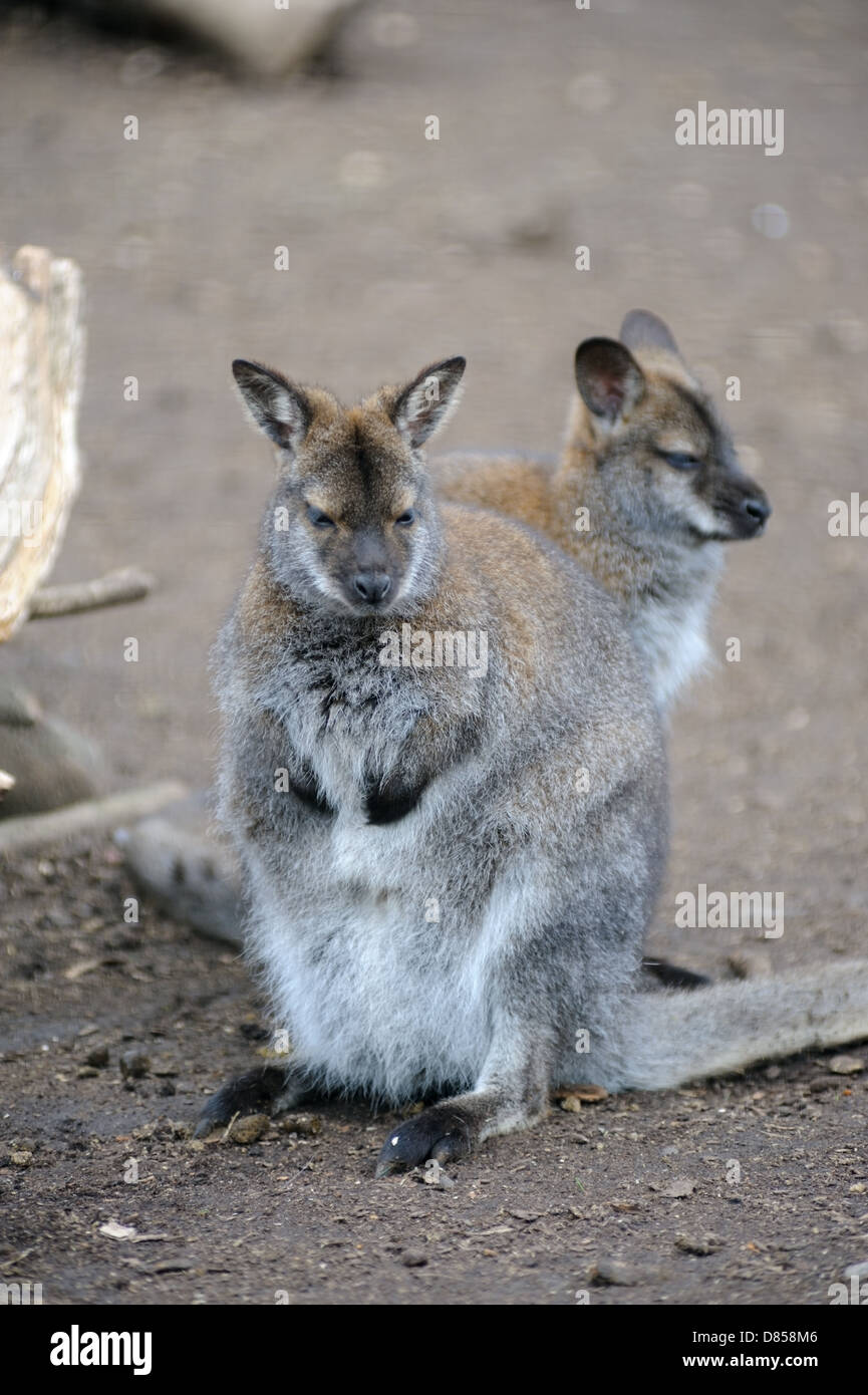 Wallabies sitting together Stock Photo - Alamy
