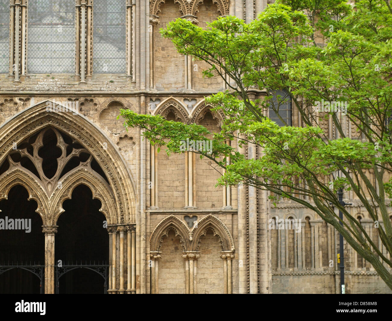 Cathedral tree hi-res stock photography and images - Alamy