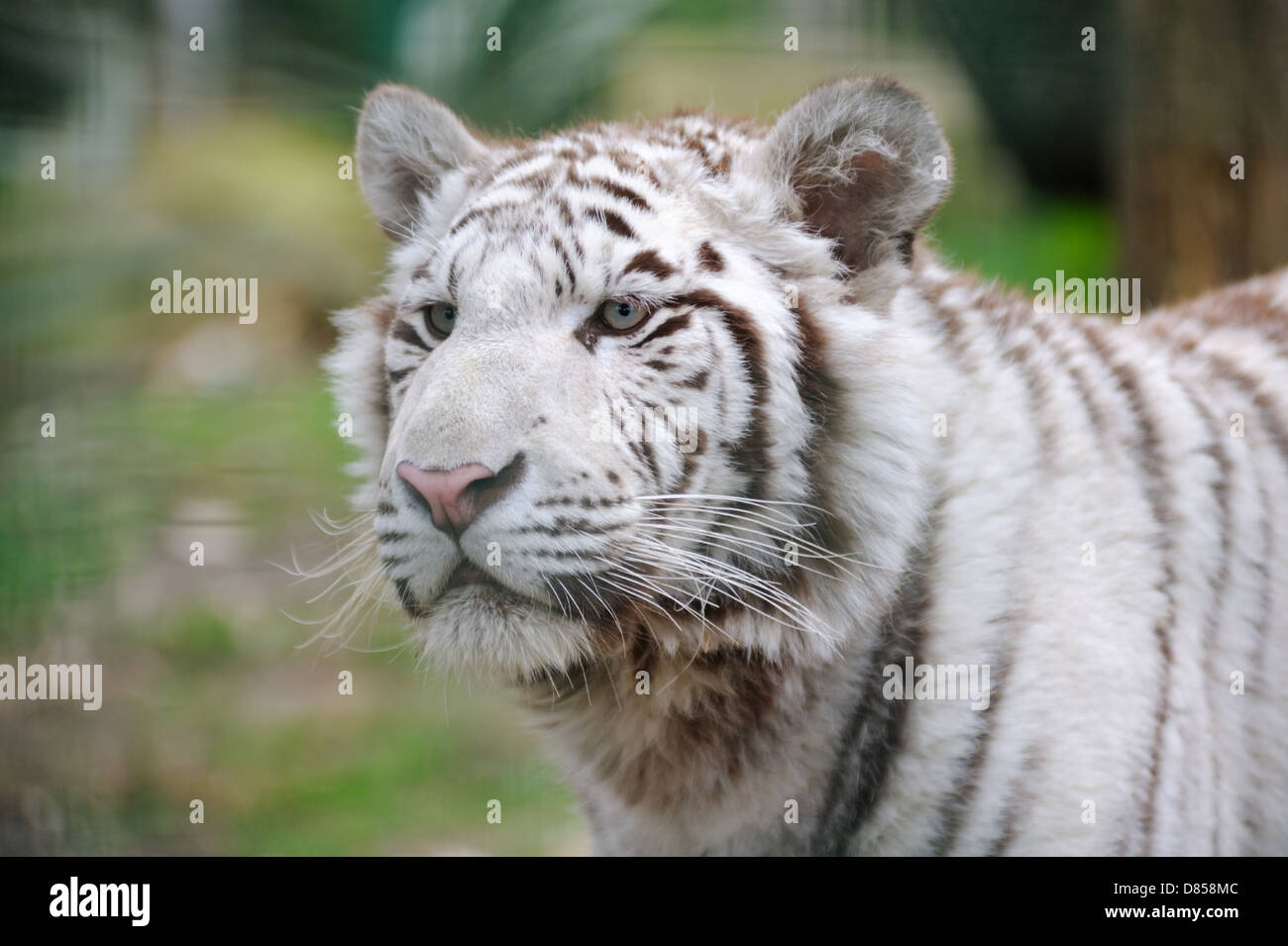 Tiger looks hi-res stock photography and images - Alamy