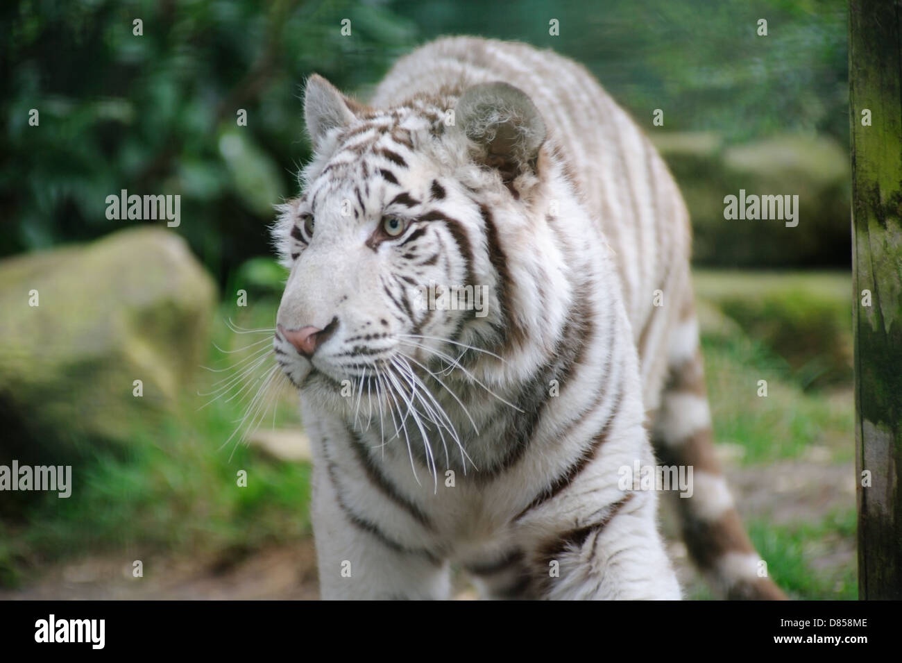 White tiger eyes wide open hi-res stock photography and images - Alamy