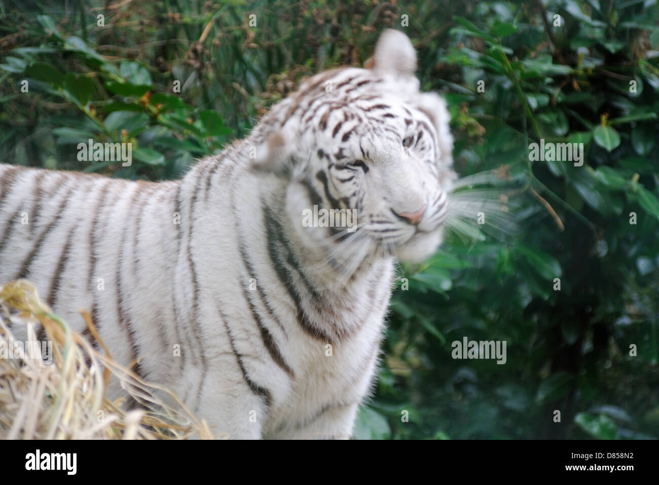 White tiger shaking its head Stock Photo - Alamy