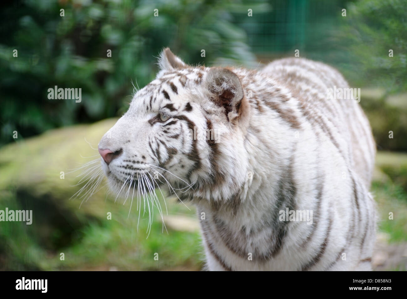 Tiger stalking prey hi-res stock photography and images - Alamy