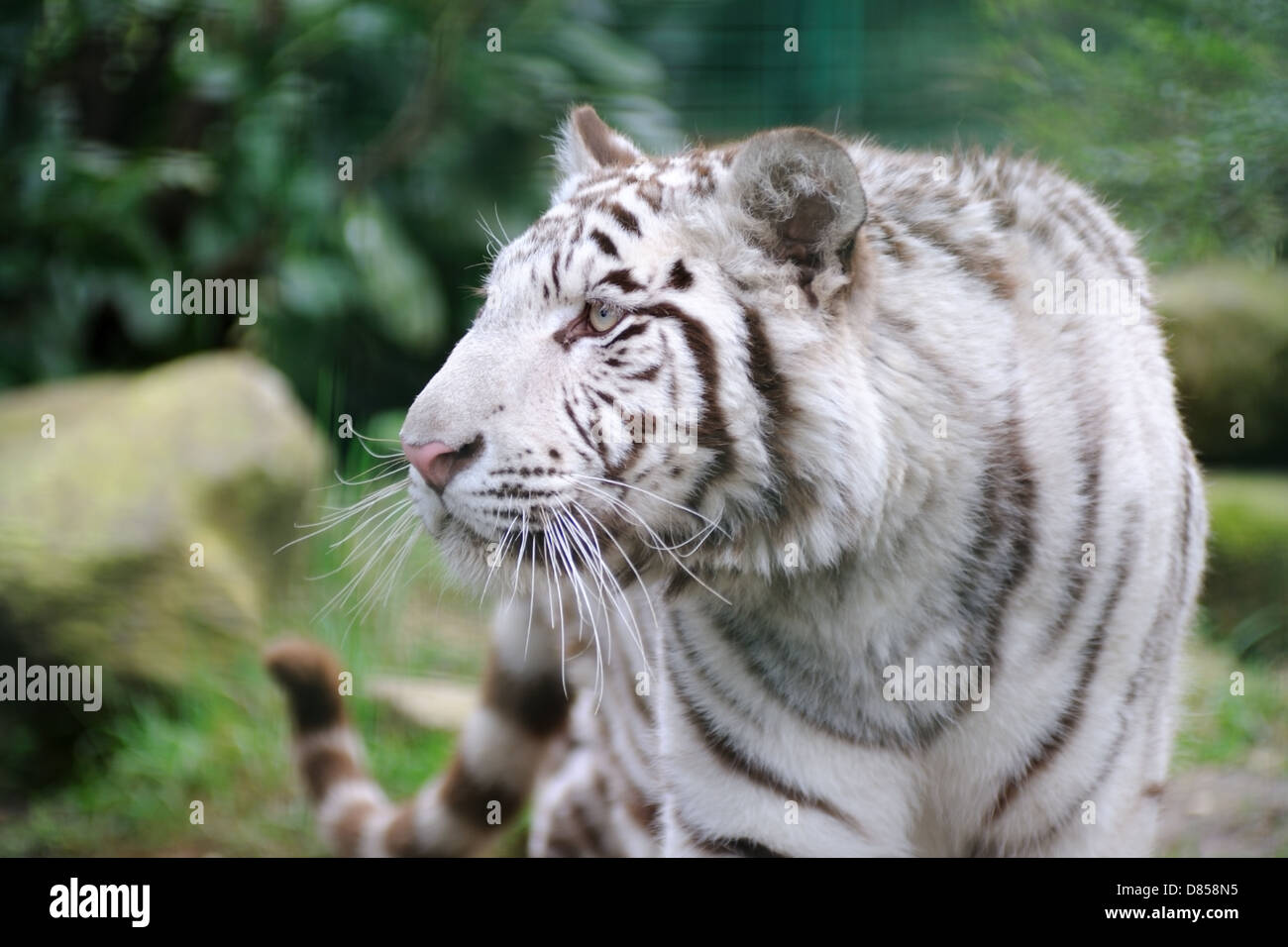 Tiger by the tail hi-res stock photography and images - Alamy