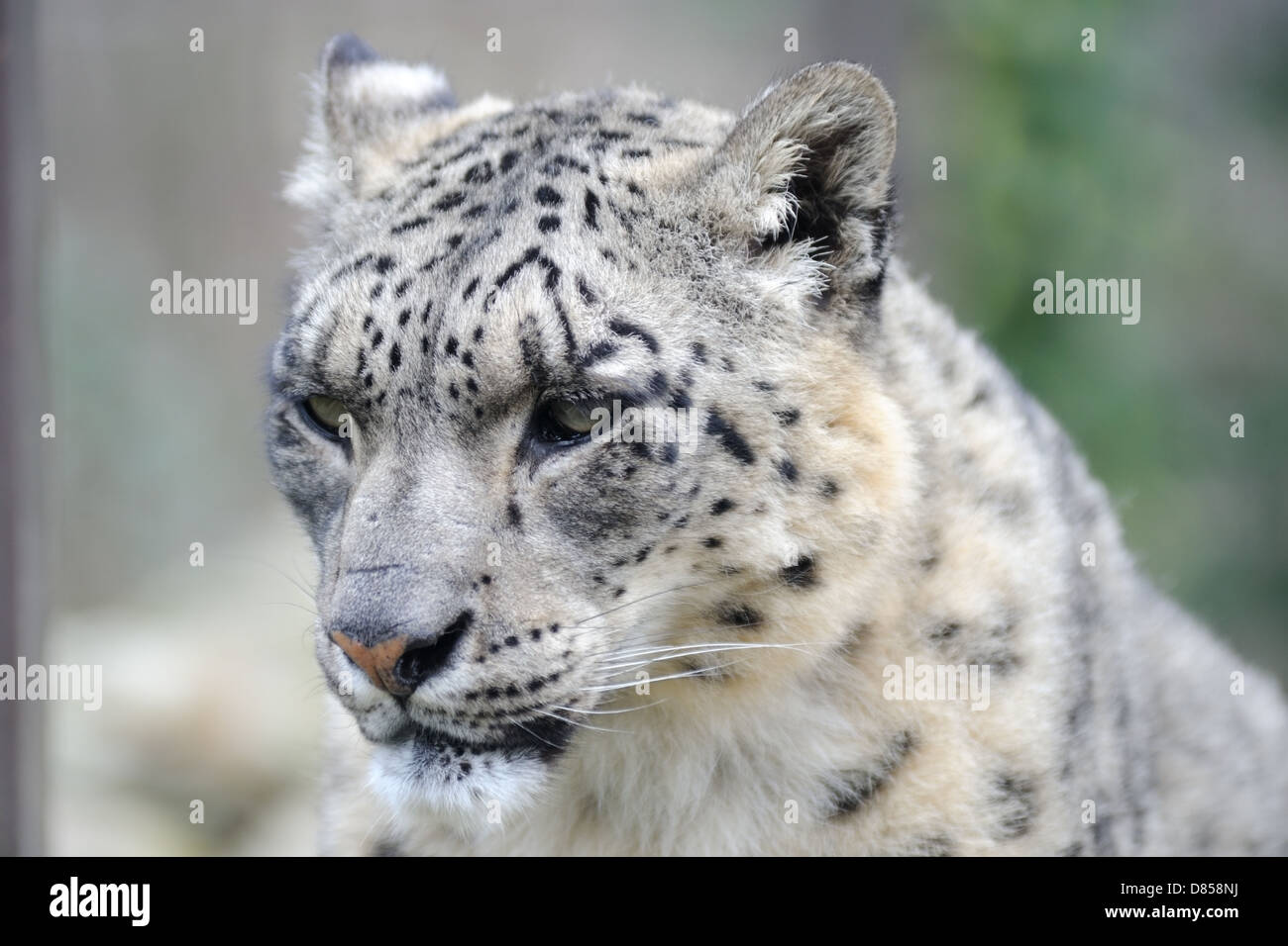 Snow leopard close-up of head Stock Photo - Alamy
