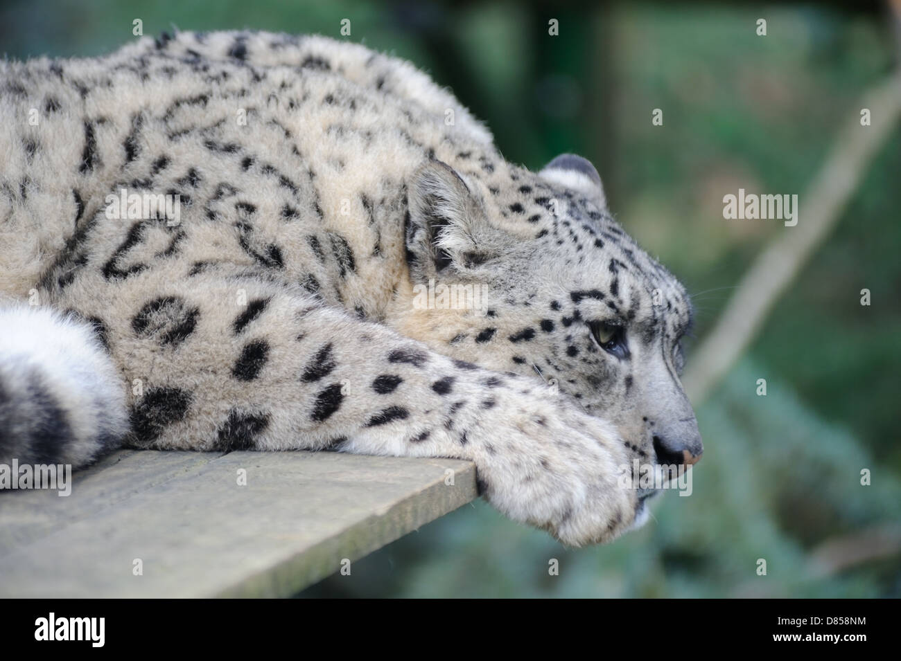 Snow leopard resting but alert Stock Photo - Alamy