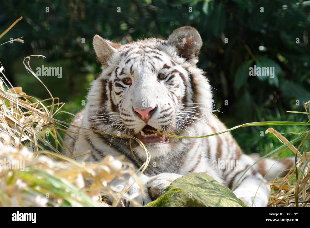 White tiger chewing grass and looking away Stock Photo - Alamy