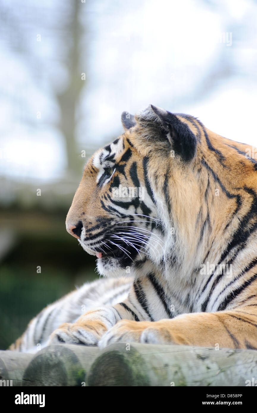 Tiger close-up profile view Stock Photo - Alamy