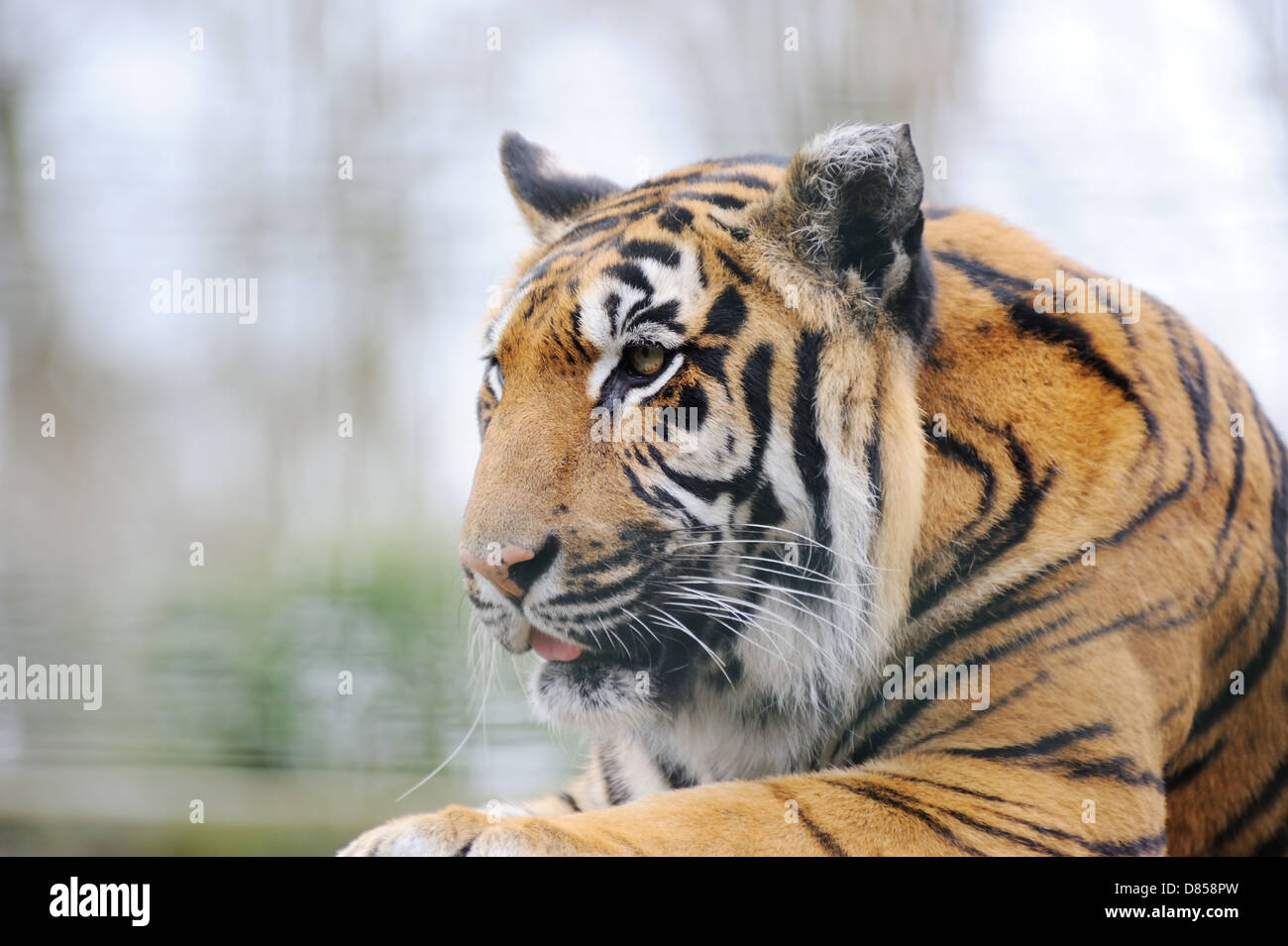 Tiger profile closeup looking alert Stock Photo - Alamy