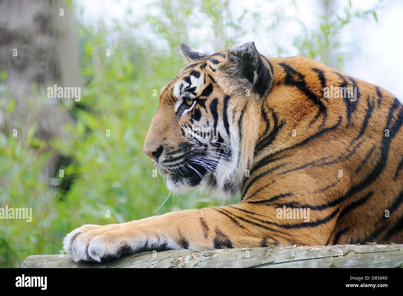 Tiger is watching and waiting Stock Photo - Alamy