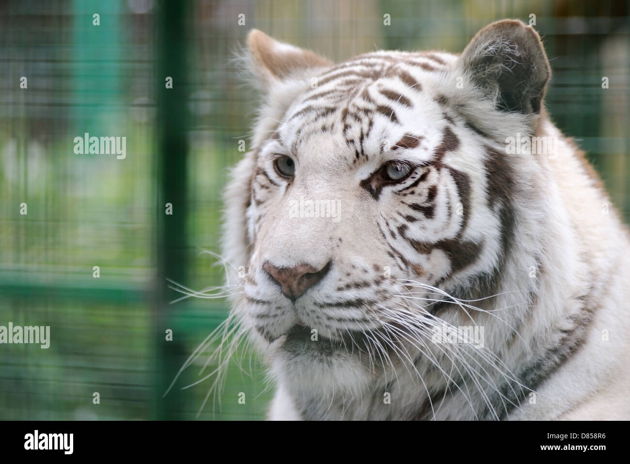 White tiger face detail and stripes Stock Photo - Alamy