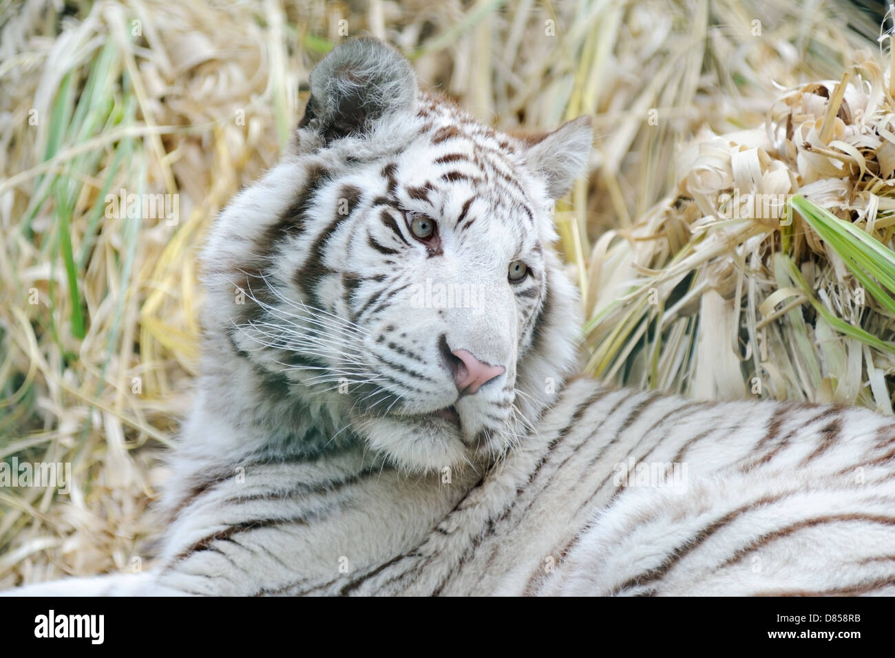White tiger looking back in grass Stock Photo - Alamy