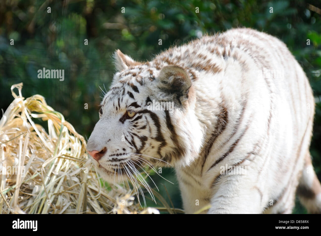 White tiger walking and stalking Stock Photo - Alamy