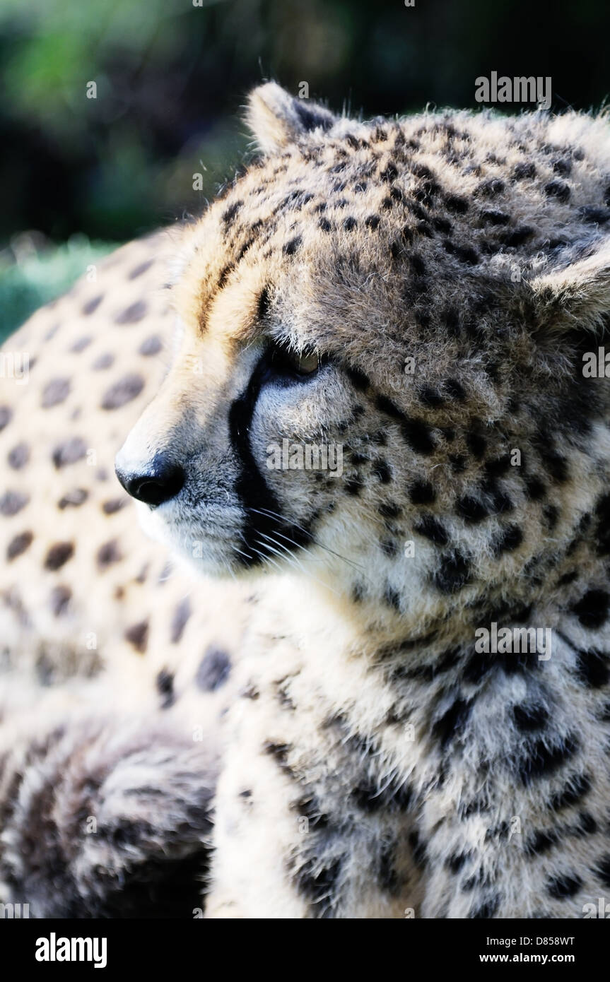 Cheetah closeup profile in the sunshine Stock Photo - Alamy