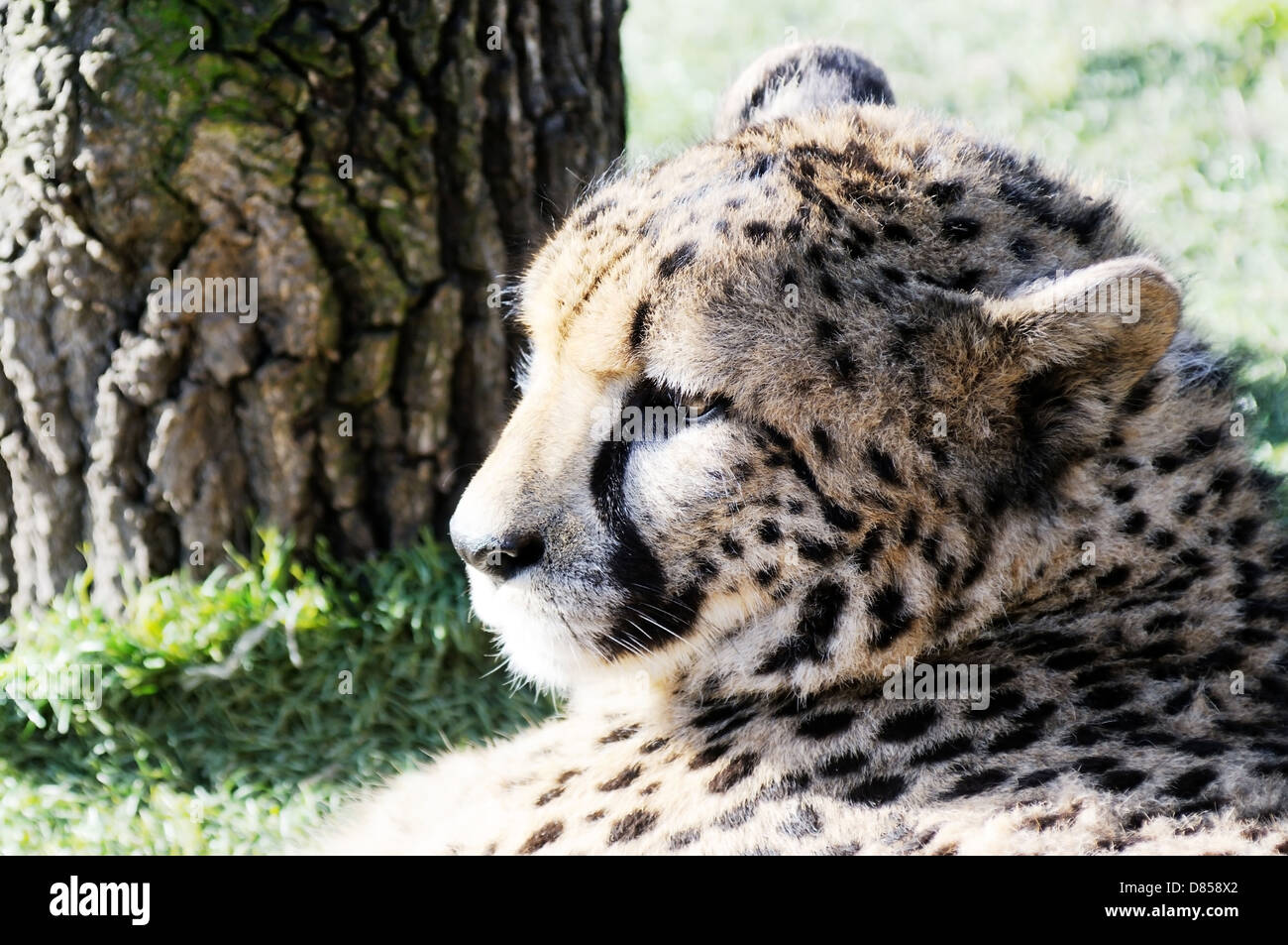 Closeup profile of cheetah head and face showing fur detail Stock Photo ...