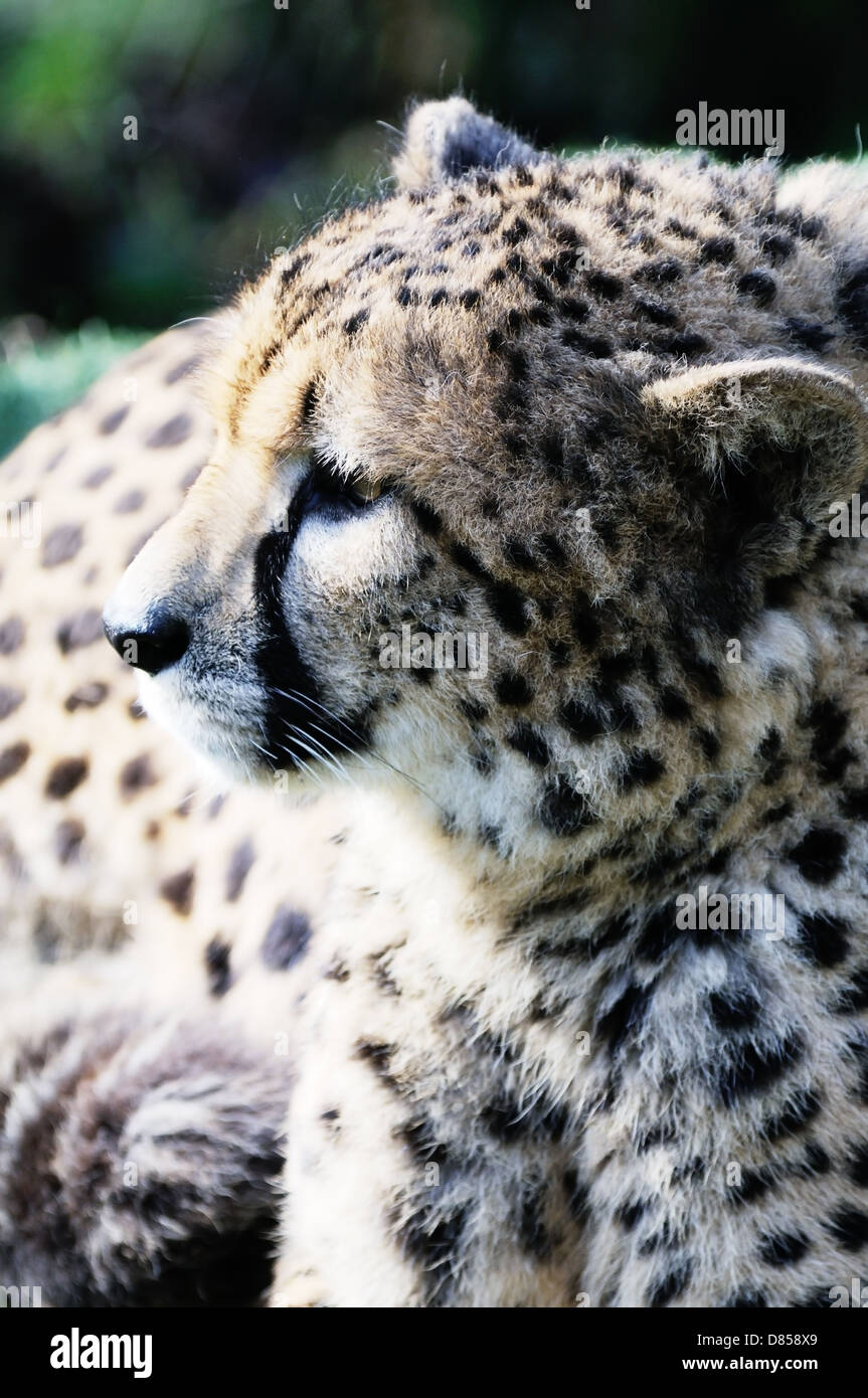 Closeup of cheetah head profile in sunshine Stock Photo - Alamy