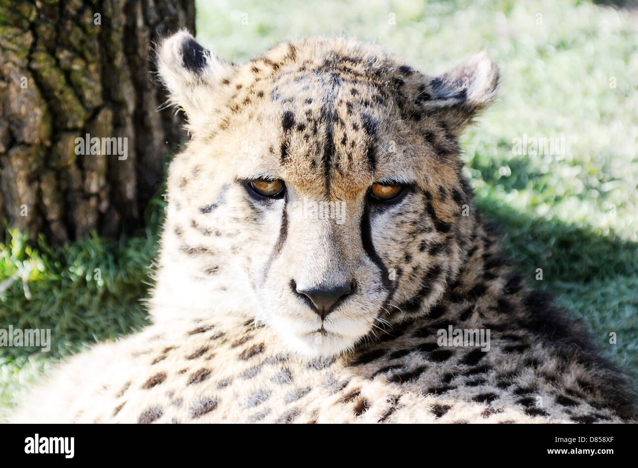 Cheetah face hi-res stock photography and images - Alamy