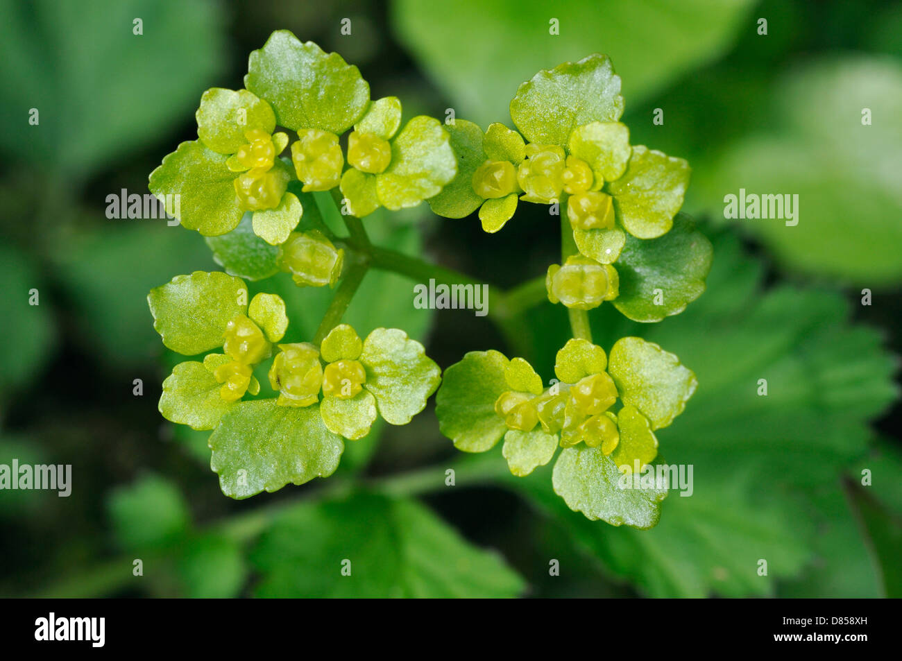 Opposite-leaved Golden-saxifrage - Chrysosplenium oppositifolium Stock ...