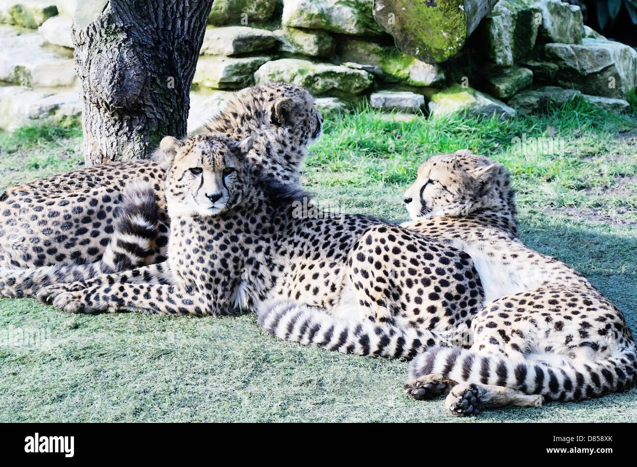 Cheetah in the sunshine three laying down Stock Photo - Alamy